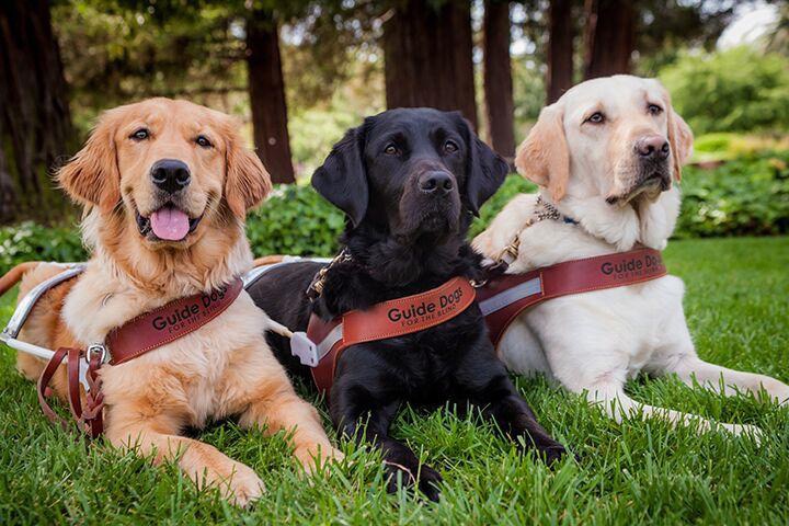 New Delta Airlines Requirements for Service Animals: What Does This ...